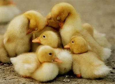 Patitos - 13 fotos e imágenes gratis - Imagui
