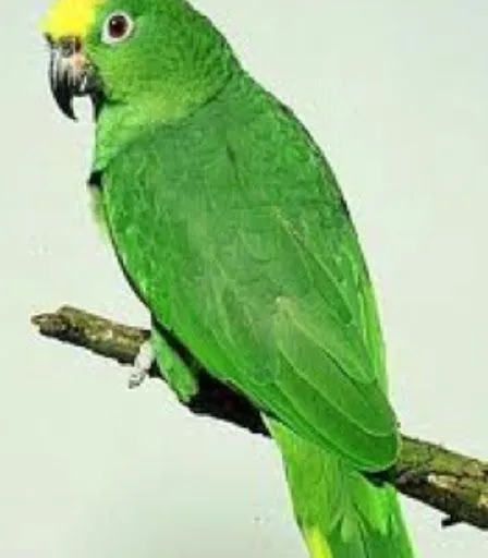 IMAGEN DE PERICO - Imagui