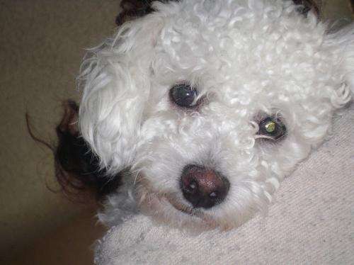 Imagenes d perritos pooder - Imagui