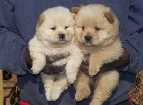 Perro Chow Chow bebé - 12 fotos e imágenes gratis - Imagui