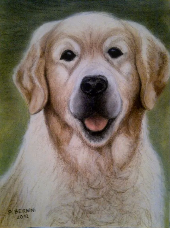 Dibujos a lápiz de perro labrador - 16 fotos e imágenes gratis - Imagui