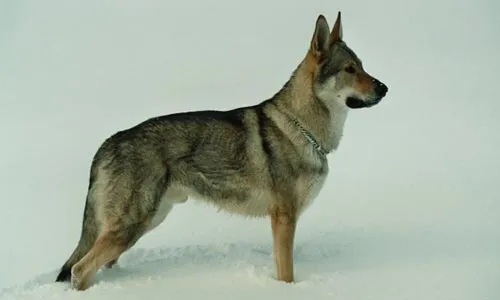 Perro lobo checo - Imagui