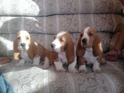 Fotos de perros orejones - Imagui