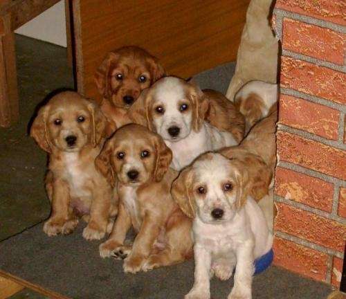 Cockers BEBES - Imagui