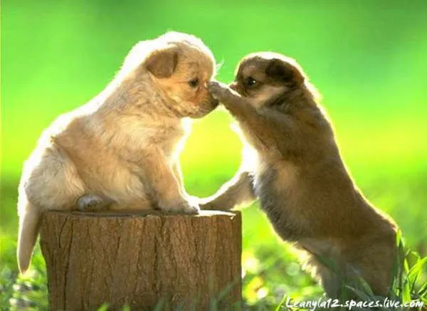 Perritos tiernos dibujos - Imagui