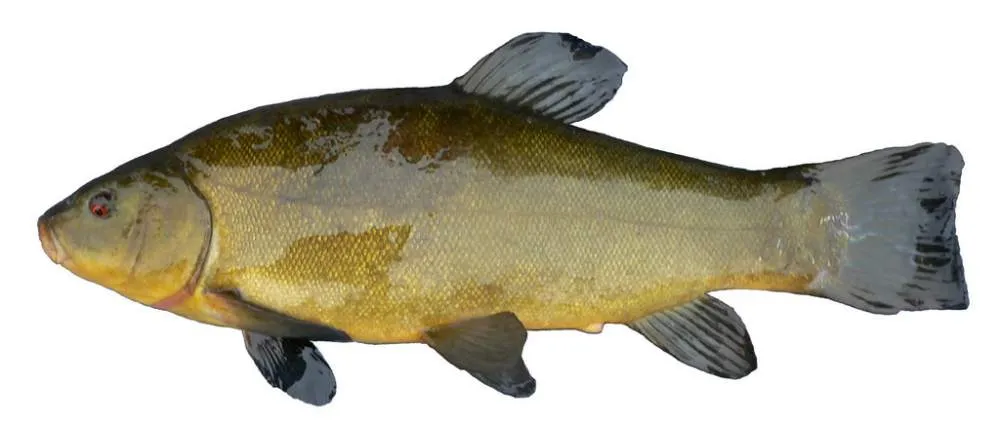 Peces del Perú - 8 fotos e imágenes gratis - Imagui