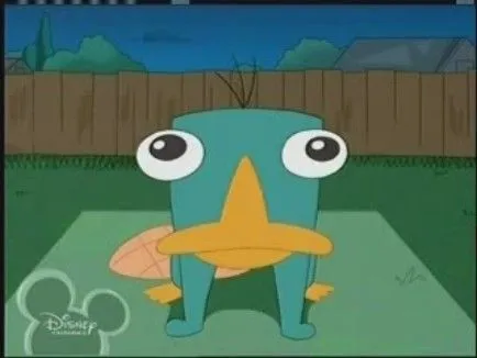 Perry con Phineas y Ferb - Imagui