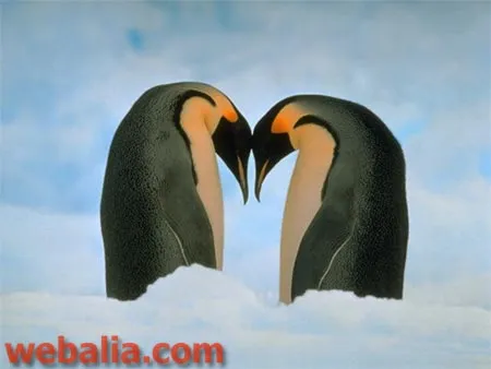 Imagenes de pingüinitos tiernos - Imagui