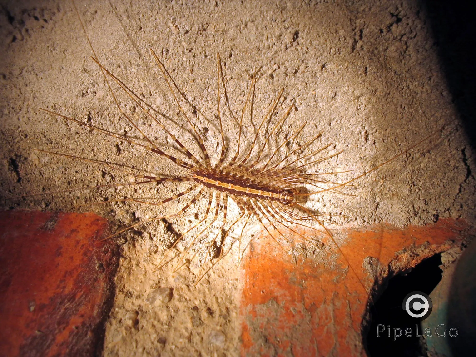 Insectos con muchas patas - Imagui