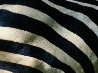 Rayas de cebra - Imagui