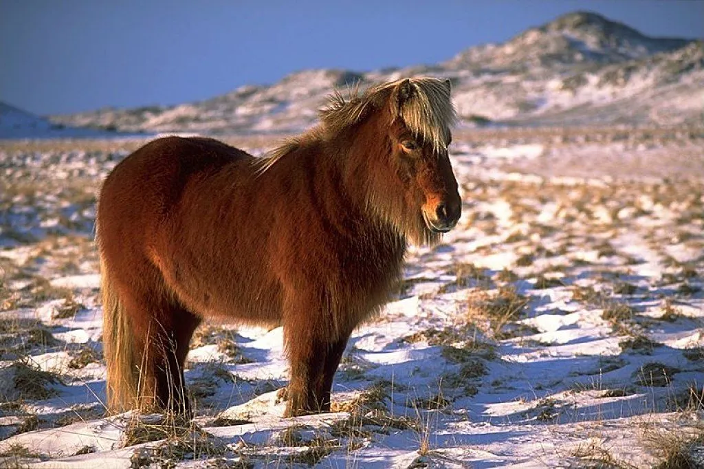 Pony enano fotos - Imagui