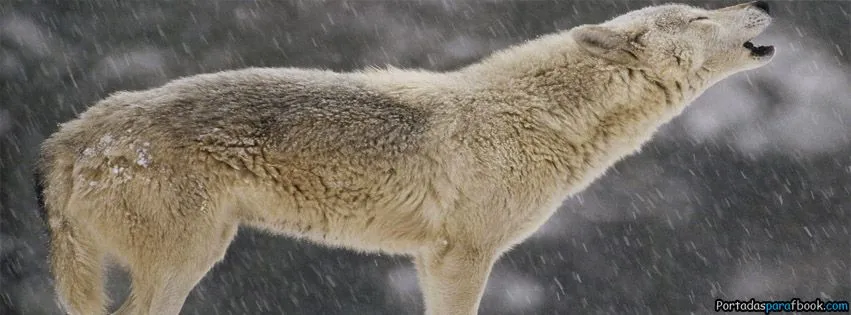 Como se hace el lobo en FaceBook - Imagui
