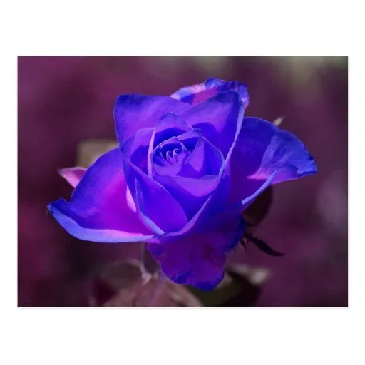Imagenes de rosas de color morado - Imagui