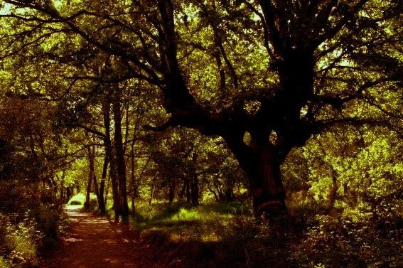 El bosque encantado - Imagui