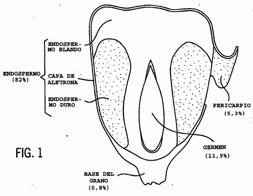 La partes del maiz - Imagui