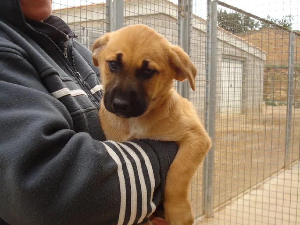 PERROS PRECIOSOS - Imagui