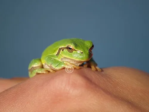 Wallpaper de ranitas - Imagui