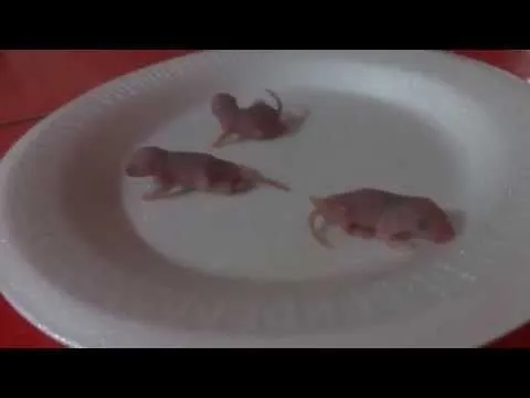 Fotos de ratones bebés - Imagui