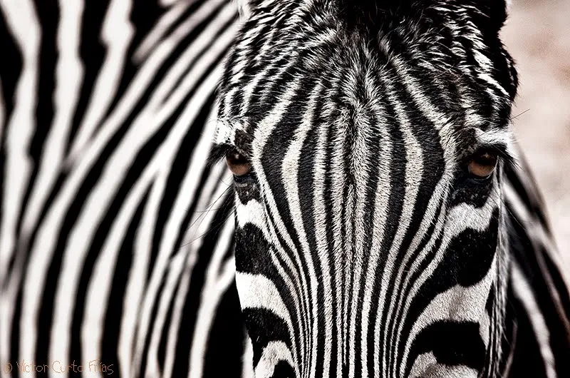 IMAGENES DE CEBRAS DE COLORES - Imagui