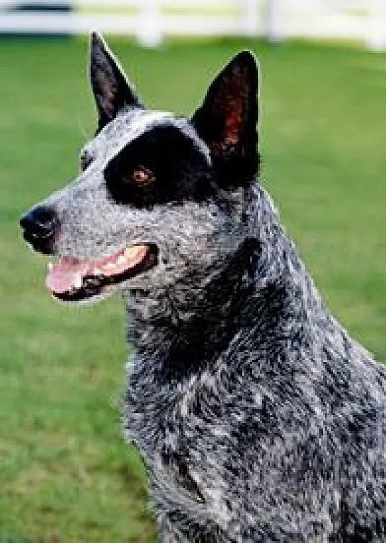Blue perro - Imagui