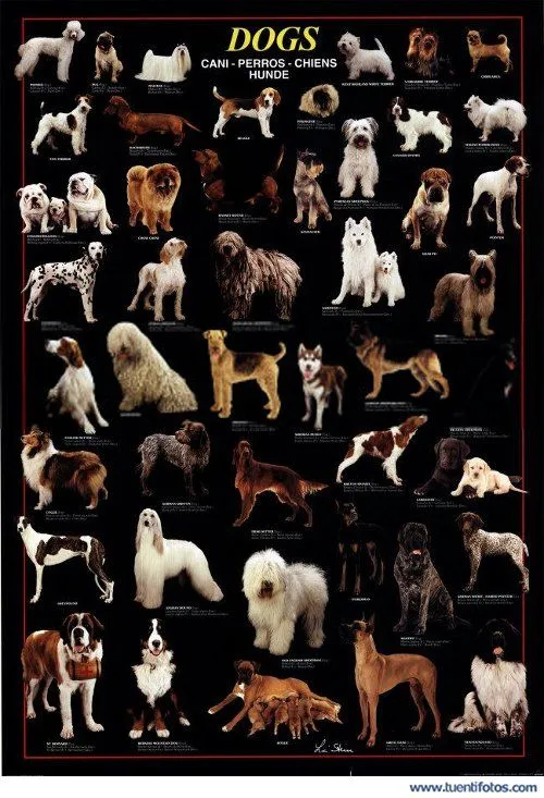 Cuadro de razas de perros - Imagui