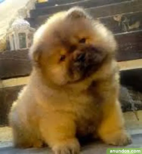 Se regalan cachorros de raza - Imagui