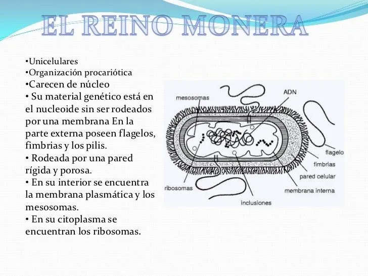 Monera en imágenes - Imagui