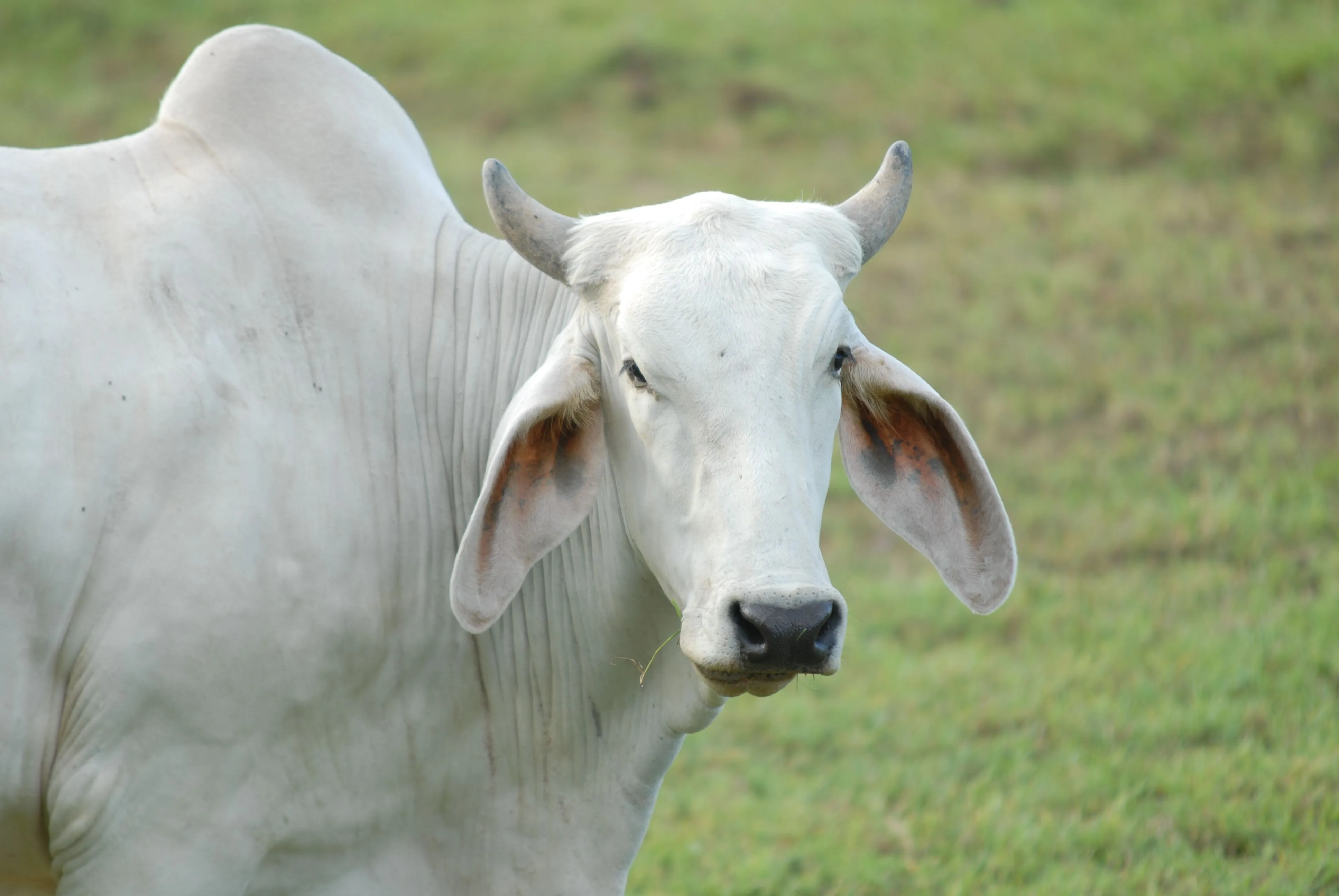 Imagen toro cebu - Imagui