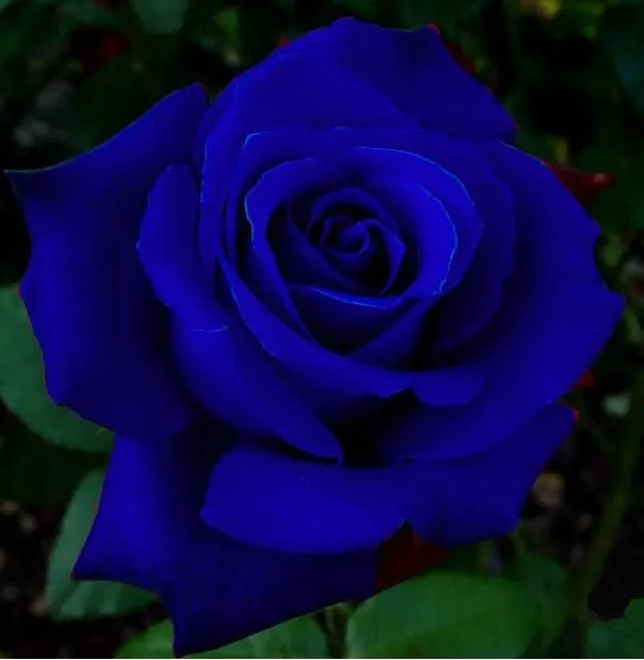 Imagen de rosa azul - 6 fotos e imágenes gratis - Imagui