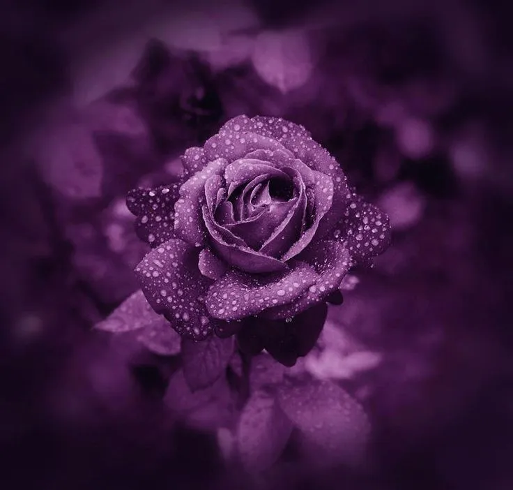 Imágenes de rosas moradas - Imagui