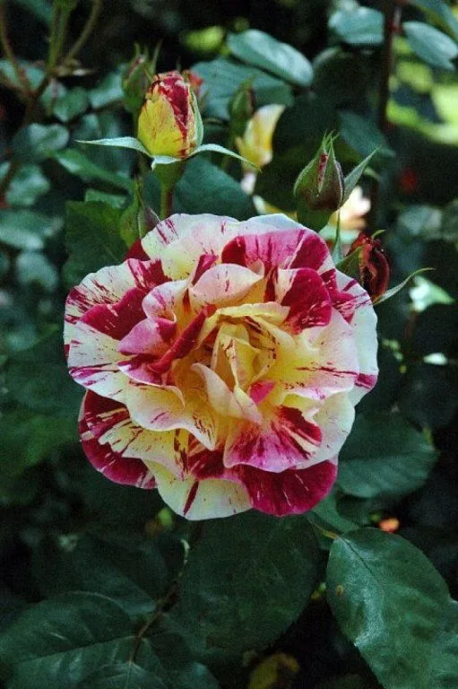 Rosas extrañas - Imagui