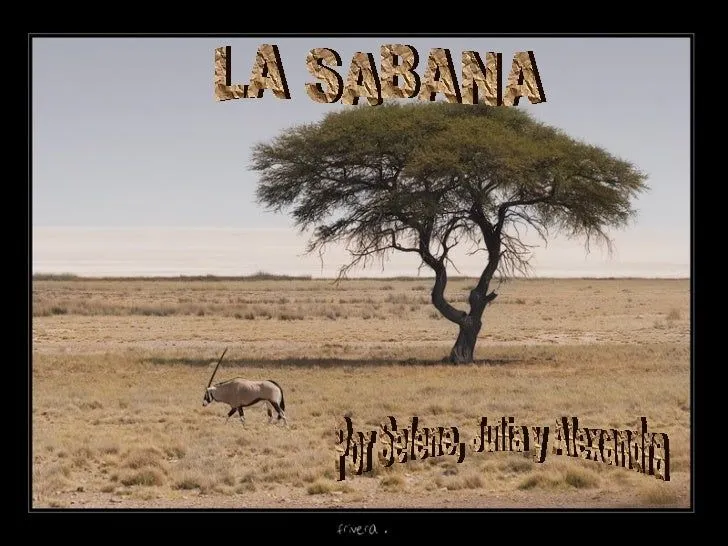 Imagenes de la sabana africana - Imagui