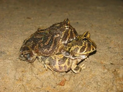 Sapos bonitos - Imagui