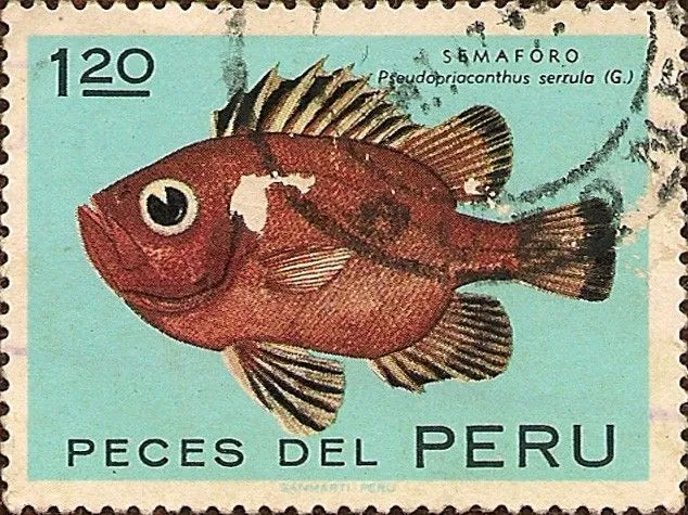 Peces del peru - Imagui