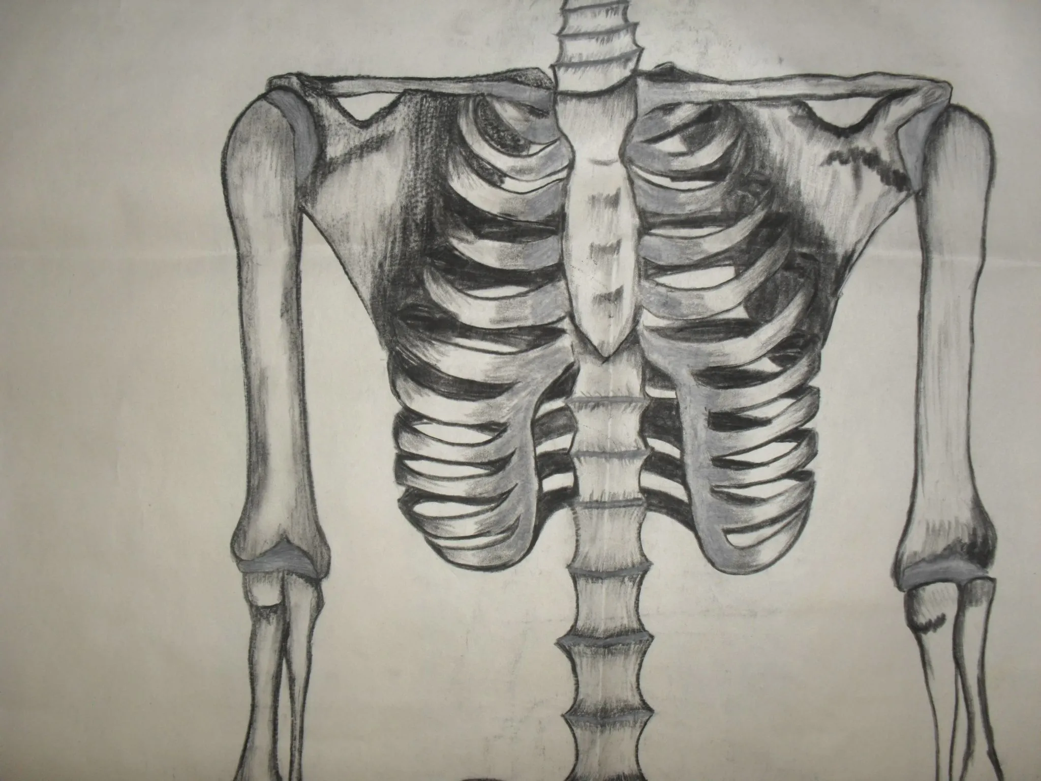 Dibujo El Sistema Oseo Imagui 8347