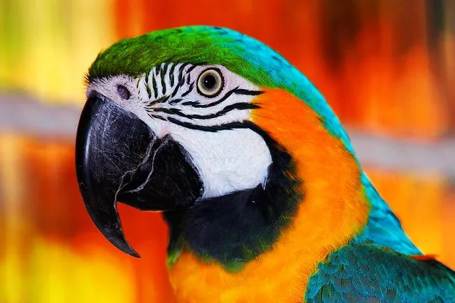 Aves de colores en alta definición - 16 fotos e imágenes gratis - Imagui