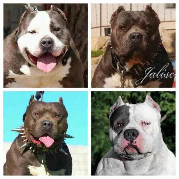 Perro bullying - Imagui