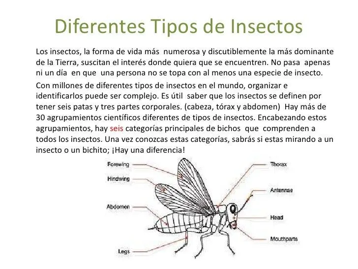 Clasificacion de los insectos - Imagui