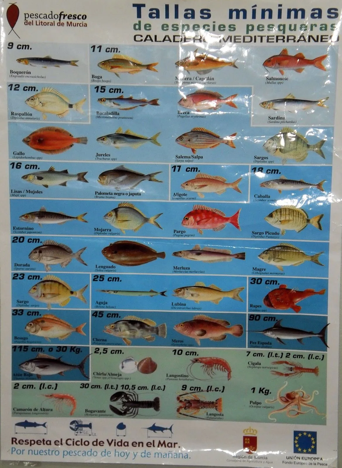 Tipos de peces y sus nombres - Imagui
