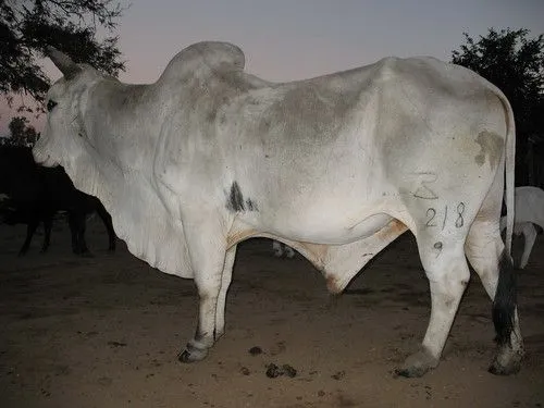 Toro sebu - Imagui