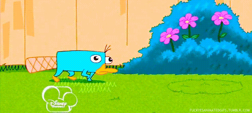 Perry tierno - Imagui