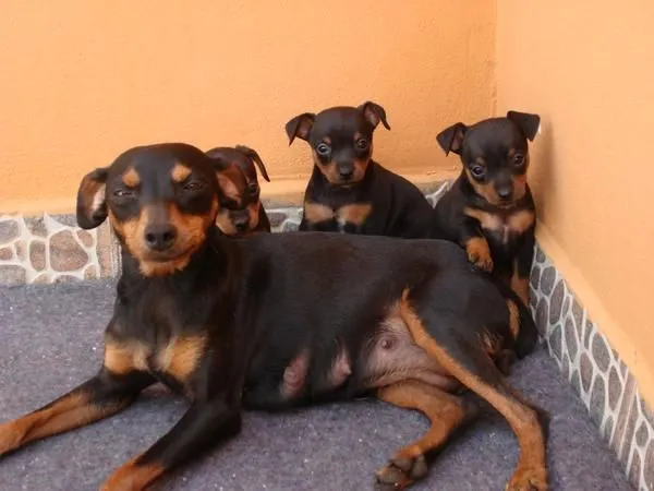 Imagenes de cachorros pincher - Imagui