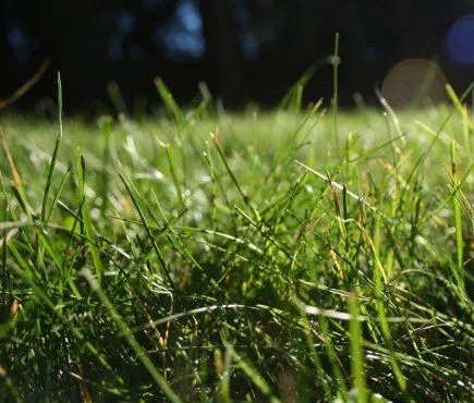 Zacate caricatura - Imagui