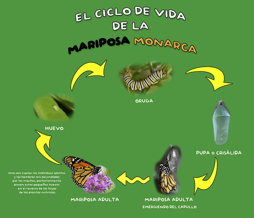 Ciclo de vida de la mariposa monarca para niños - Imagui