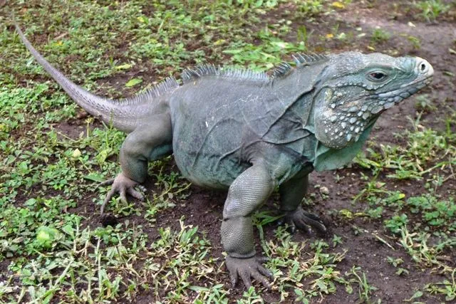 La iguana mas grande del mundo - Imagui