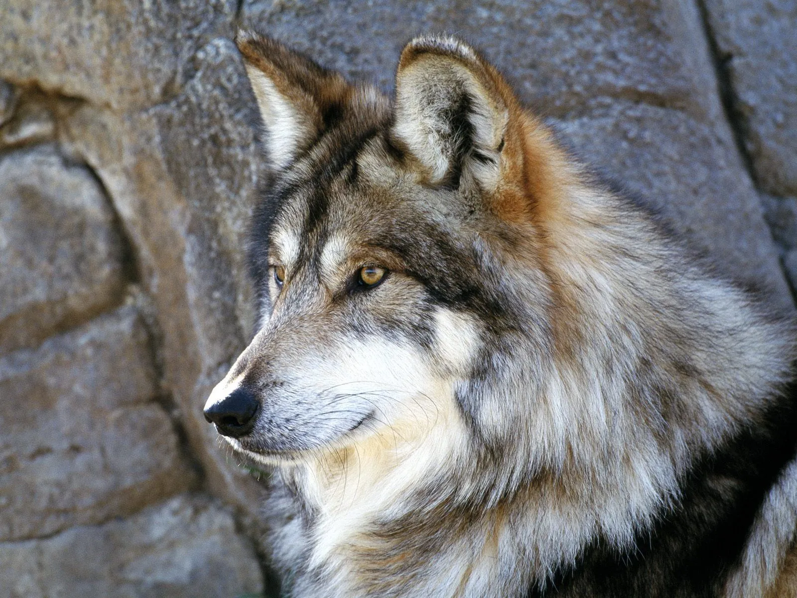 Lobos HD wallpapers - Imagui